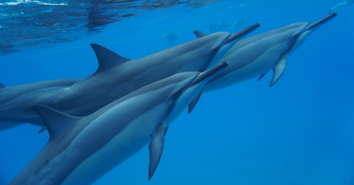 All Tours | Iruka Hawaii Dolphin