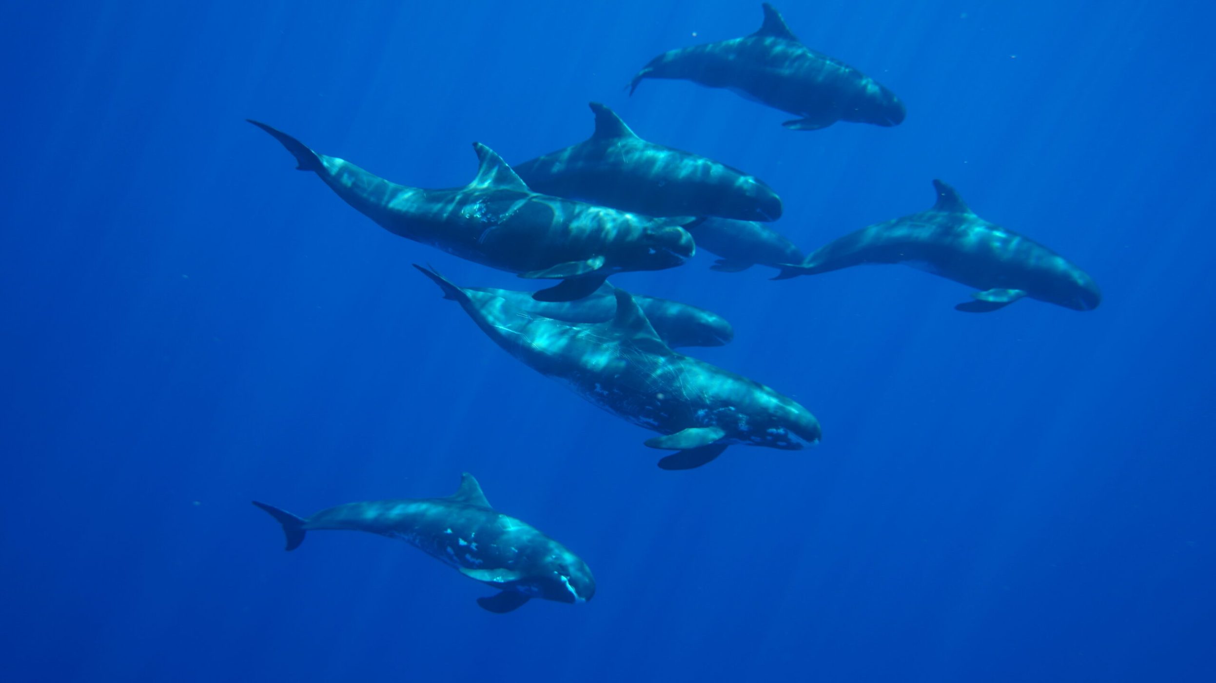 spring break things to do in hawaii Blog Tag | Iruka Hawaii Dolphin ...