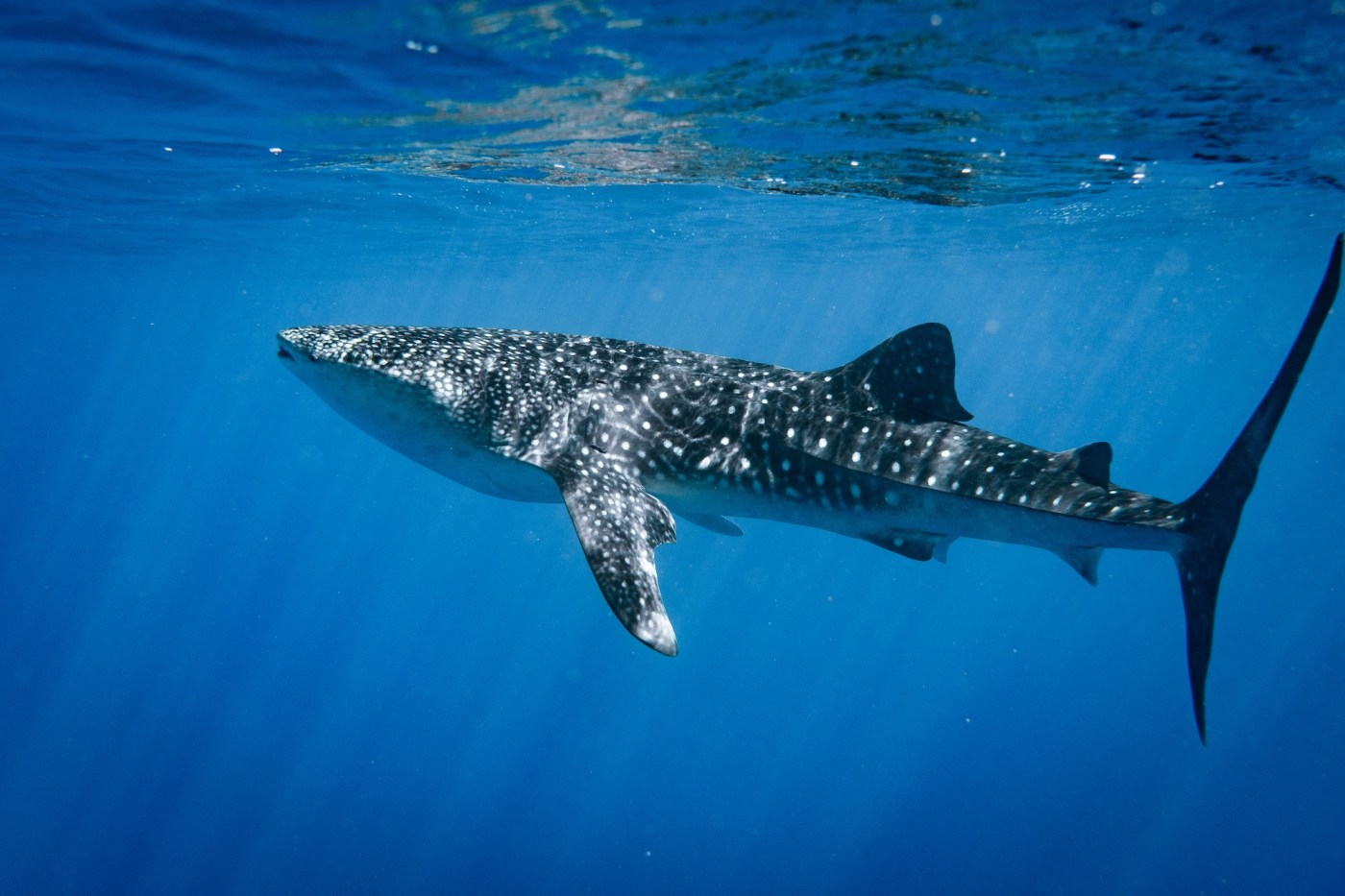 Ocean Awareness Program Educational Boat Charter | Iruka Hawaii